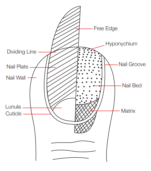 1.5 - Anatomy of the Nail - Cornerstone Canadian Institute